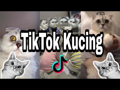 Kumpulan TikTok Kucing Lucuuu - YouTube