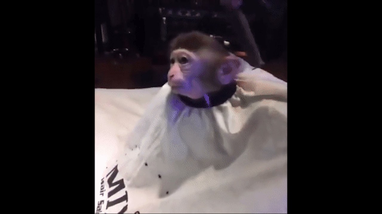 monkey rap - YouTube