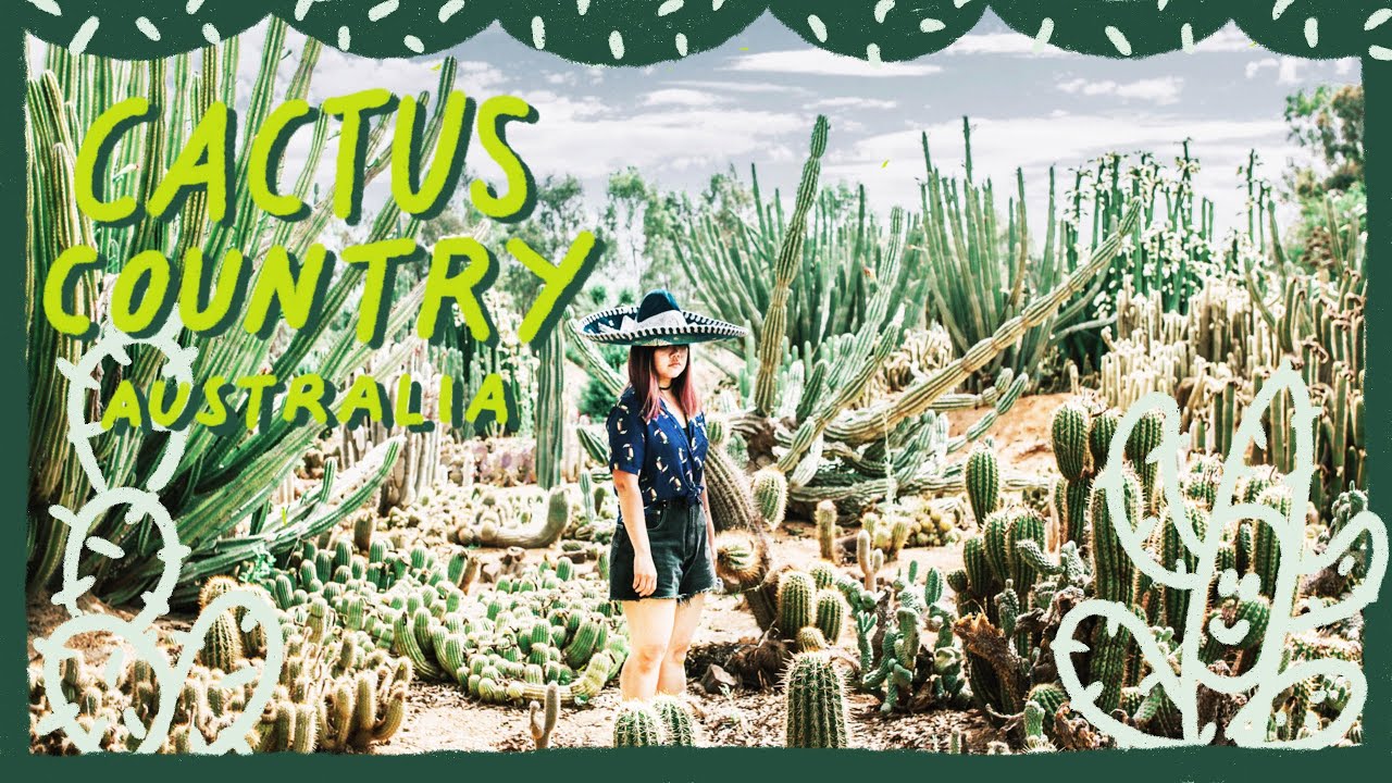 travel cactus country, australia - YouTube
