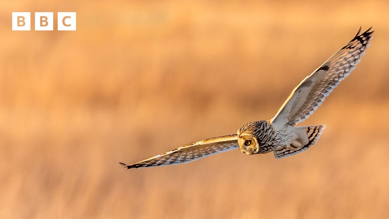 🔴 LIVE wildlife cameras 🦊 22 January ️ BBC Winterwatch 2025 - YouTube
