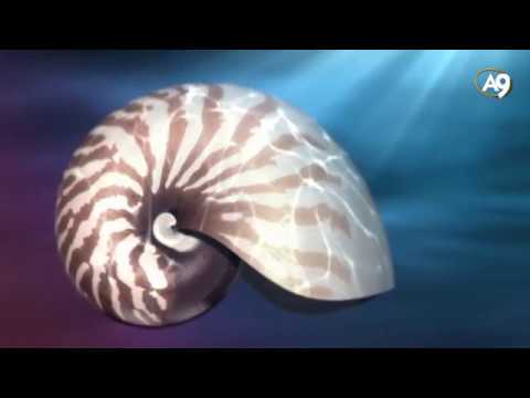 !!AMAZING SCIENCE! The Structure of Seashells - YouTube