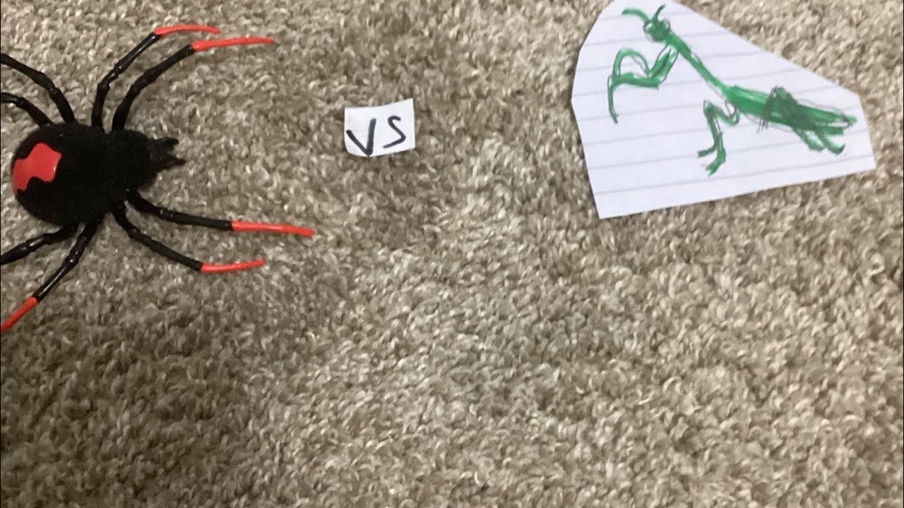 Black widow spider vs preying mantis - YouTube