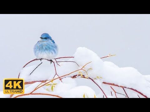 4K Songs of Birds in Winter - Nature Relax Video with Real Birds ...