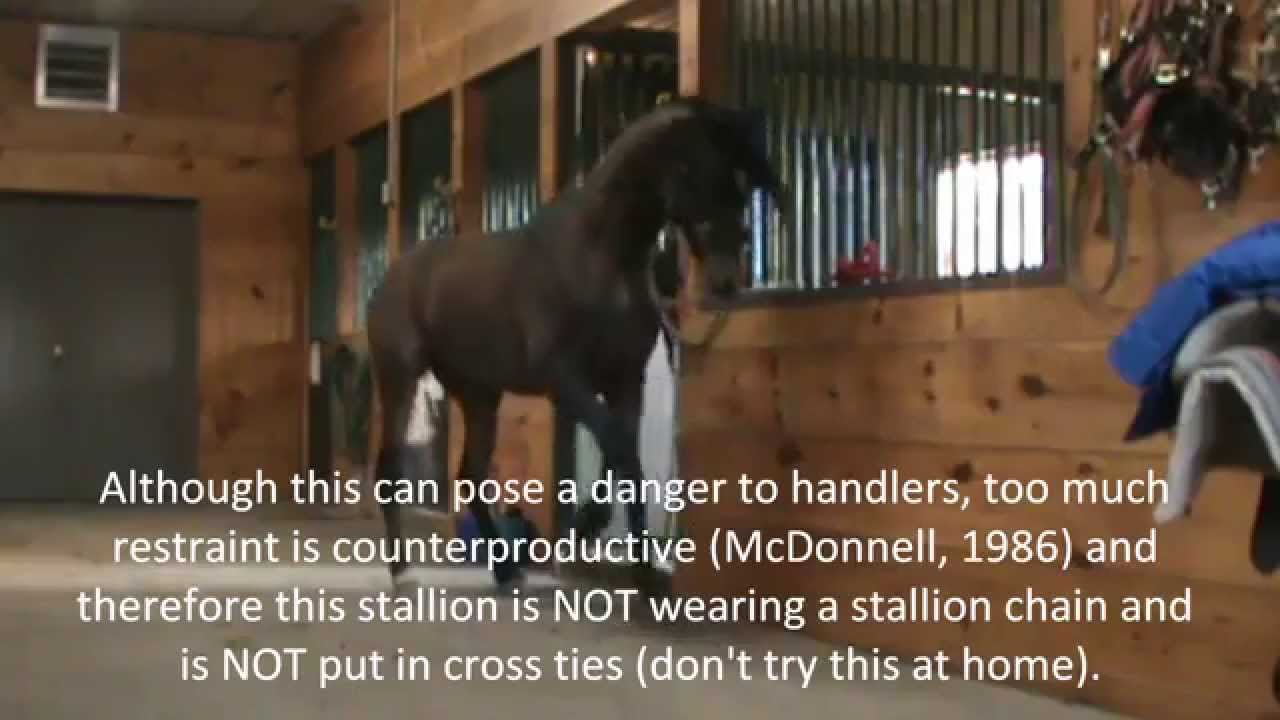 Stallion Behavior - Redirected Behaviour / Self Mutilation / Aggression ...