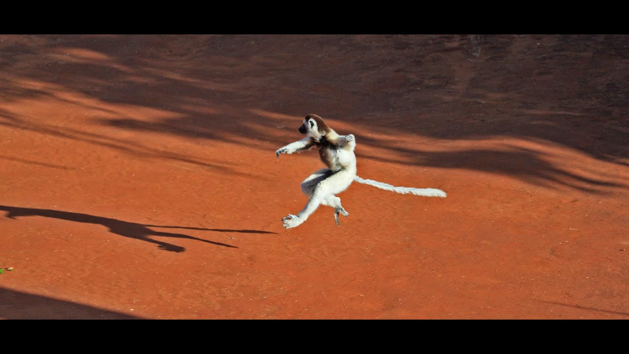 Dancing Lemur in Madagascar! - YouTube