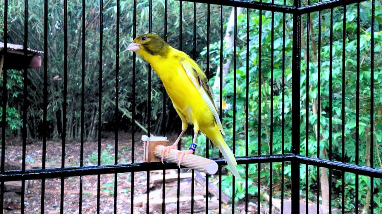 Extraordinary! Many Canaries Sing Along After Listening to This Song ...