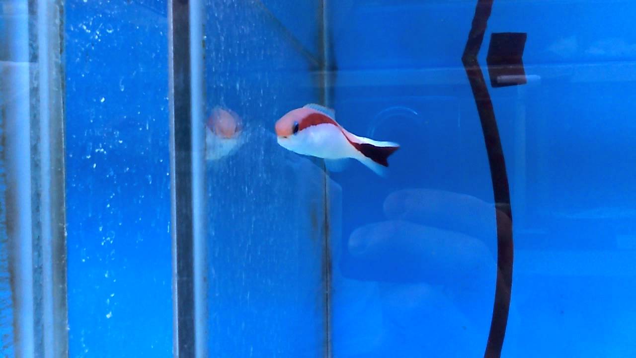 BRK Skunk Tilefish 2 Mar 1 - YouTube