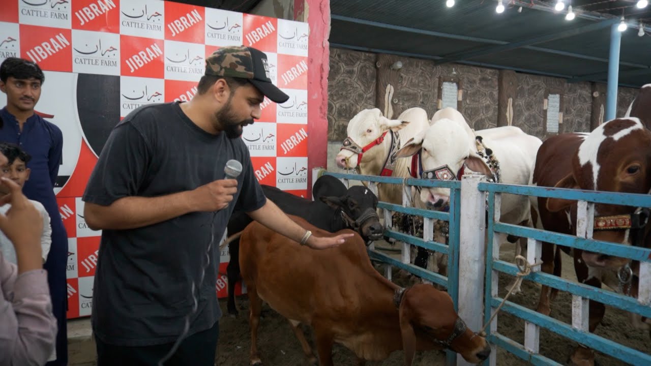World s Shortest Cow Mandi Talks Ep 3 YouTube world-s-shortest-cow-mandi-talks-ep-3-youtube