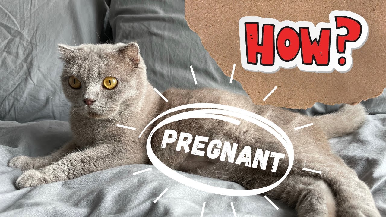 Tips Penjagaan Kucing Mengandung | Cat Pregnancy - YouTube