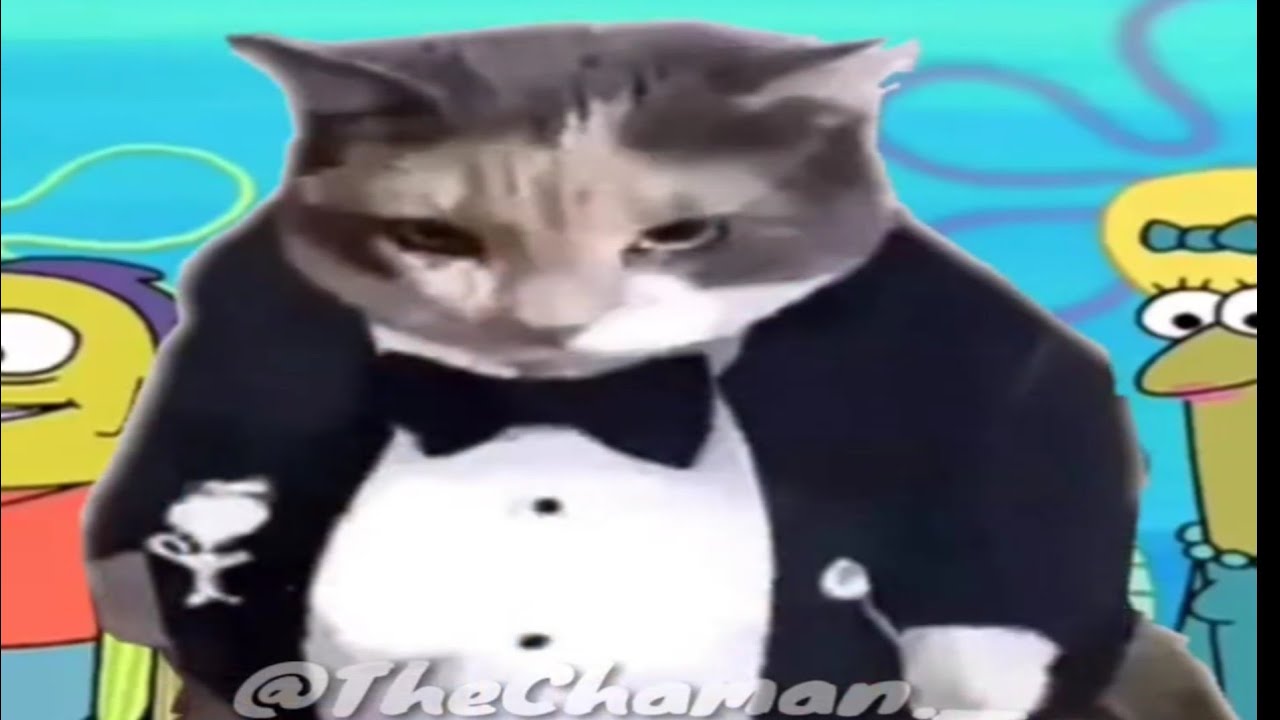 Gato facha 😎 - YouTube