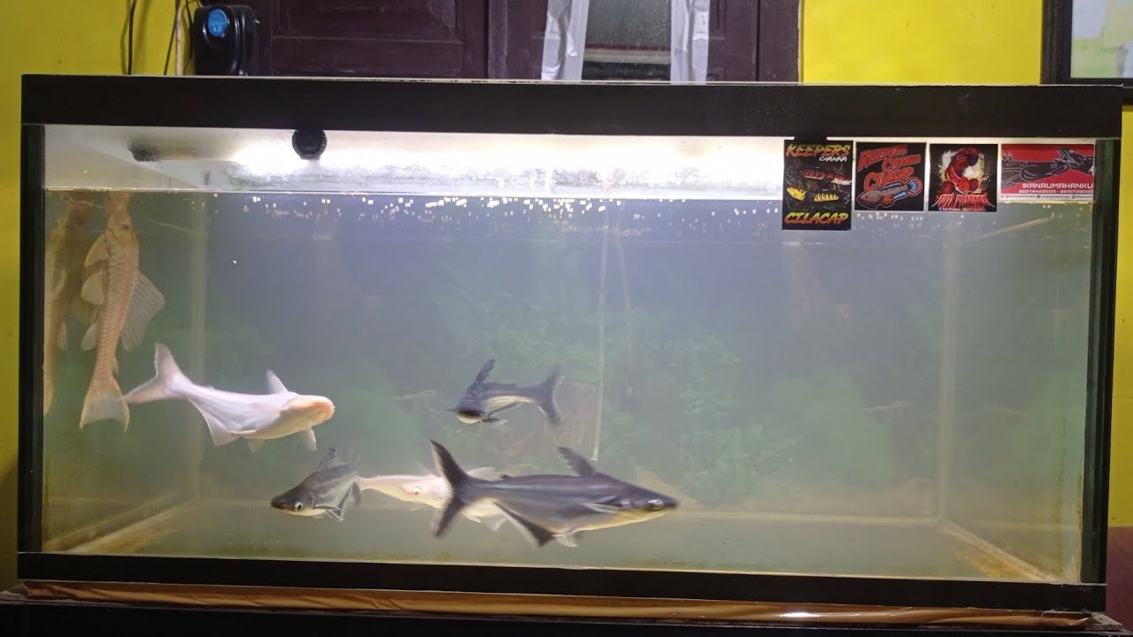 Keadaan Aquarium Ikan Patin Q setelah di Kuras - YouTube