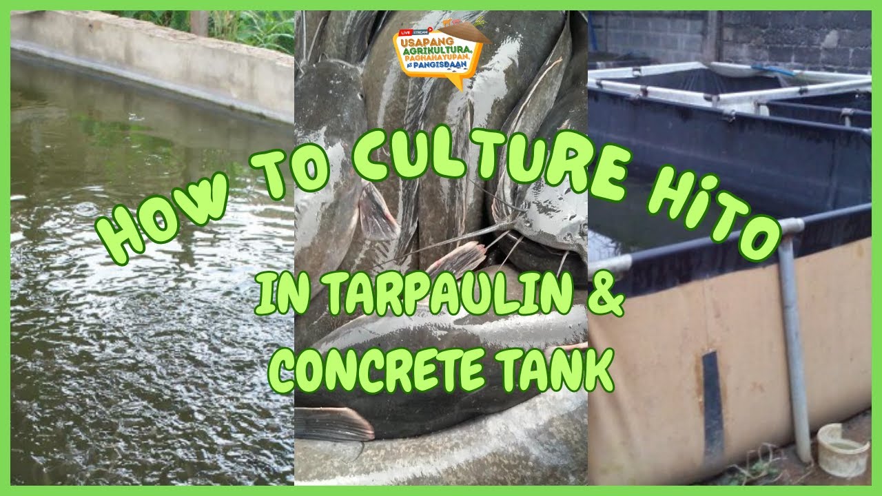How to Culture Hito in Tarpaulin & Concrete Tank - YouTube