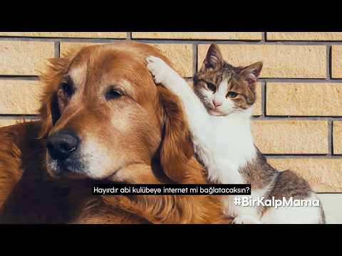 Turkcell 'den Kedi ve Köpek Dublajlı Eğlenceli Reklam #birkalpmama  YENİ