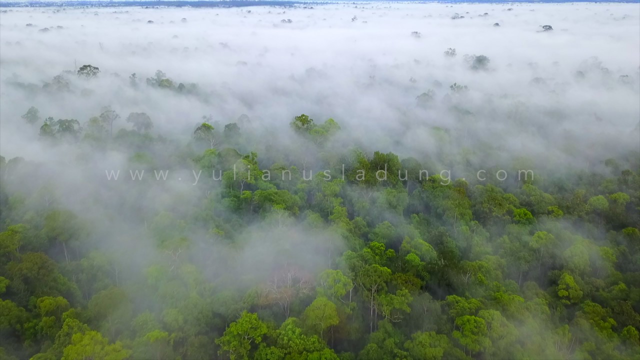 AERIAL FOOTAGE - RAINFOREST OF KALIMANTAN #1 - YouTube