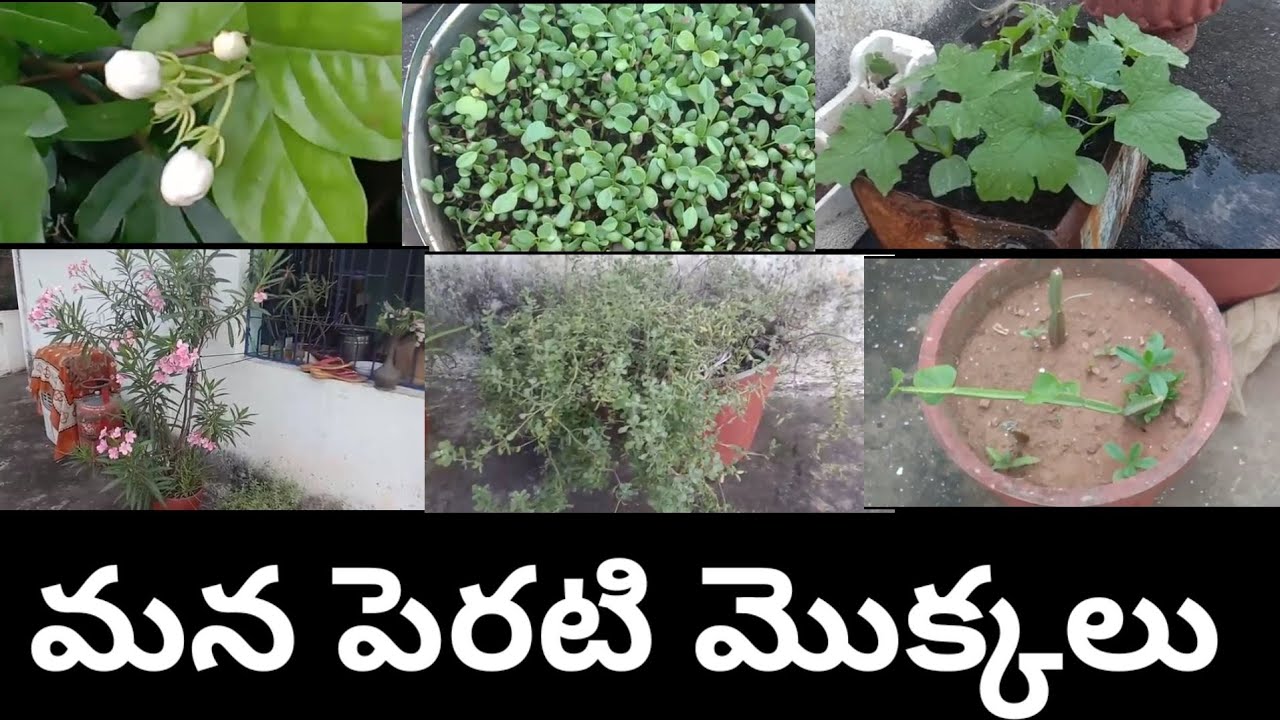 మన పెరటి మొక్కలు by pula vari sri nagarpamma gudi pelluru - YouTube