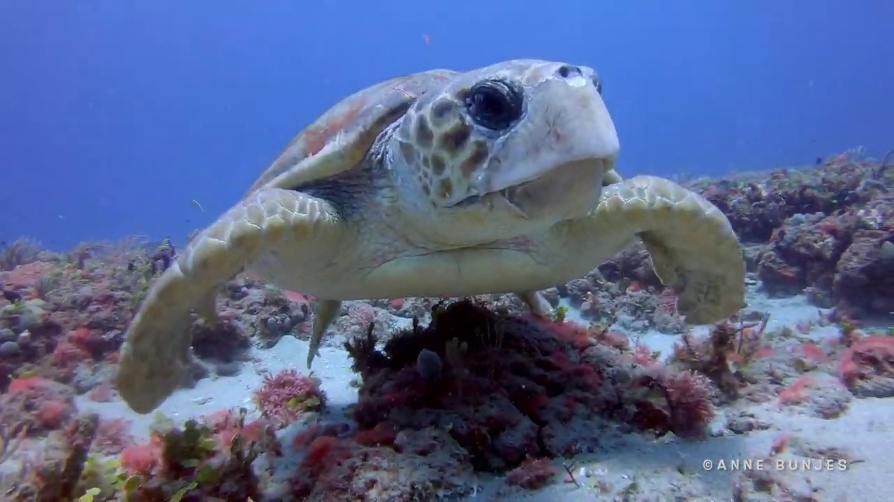 Jupiter Scuba Diving - June 2019 - YouTube