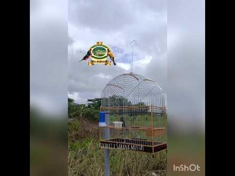 bastaard - picolet mix sabana mustas - YouTube