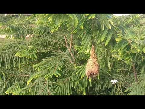 Gijigadu bird with its family - YouTube