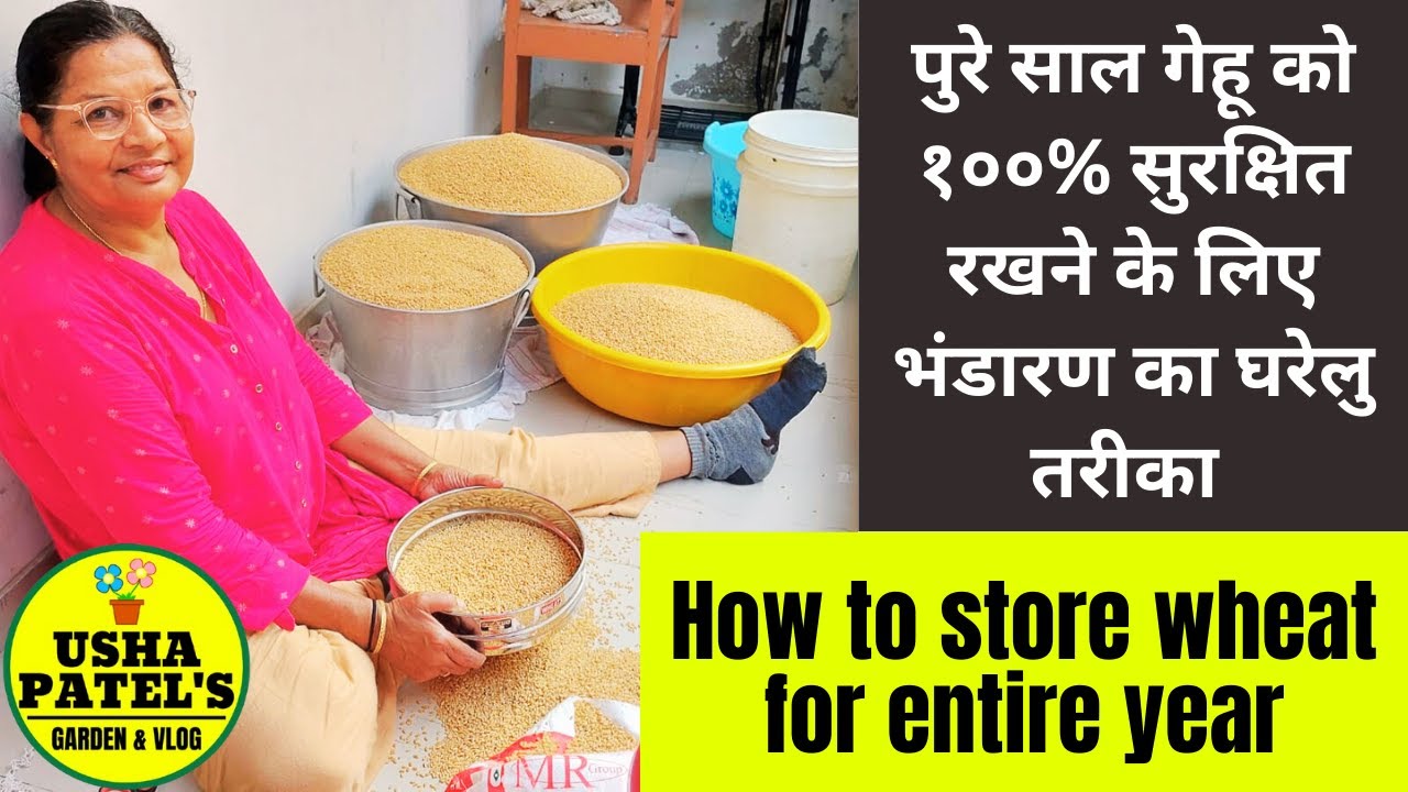 इस तरह स्टोर करेंगे तो जल्दी नहीं खराब होगा अनाज।How to Store Wheat ...