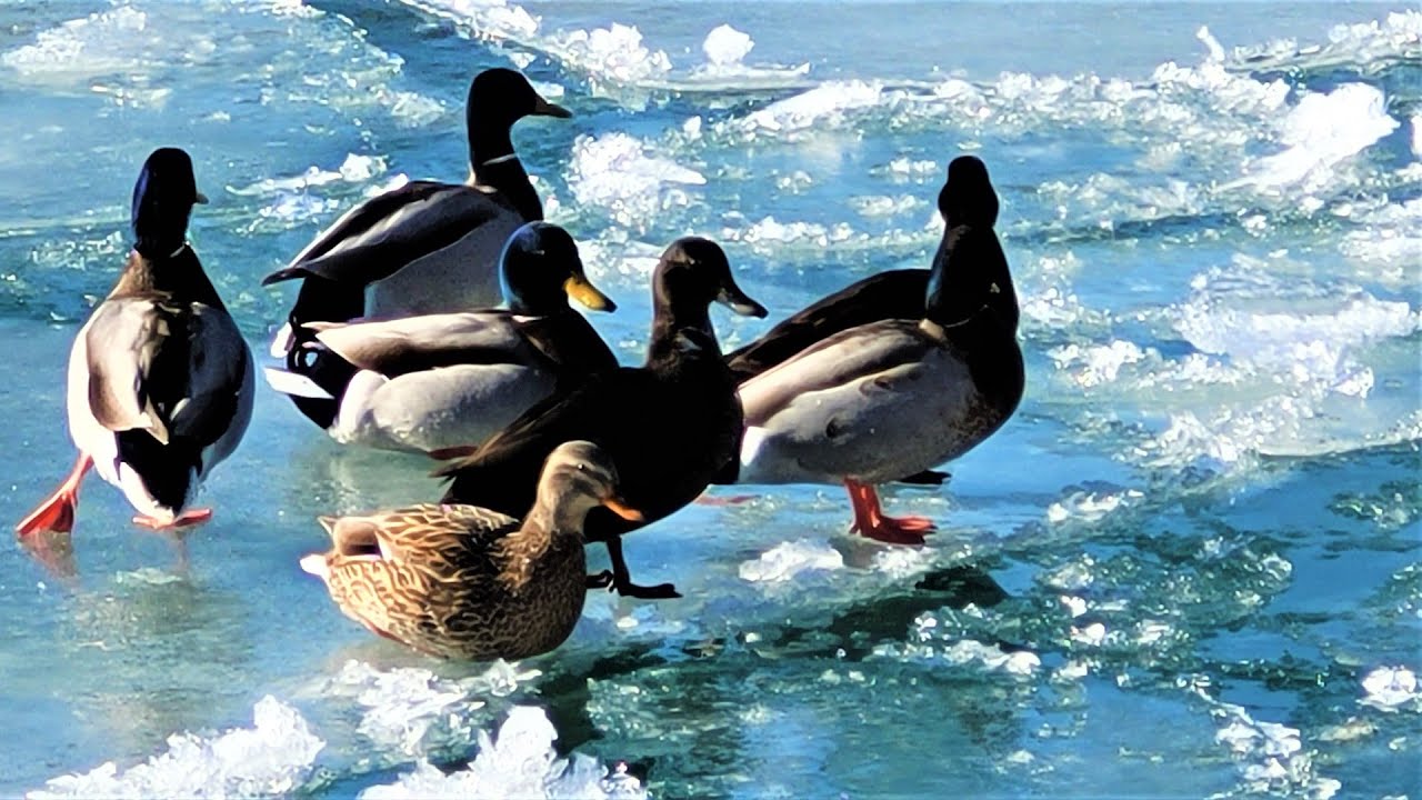 Ducks landing on ice funny sliding & walking #shorts - YouTube