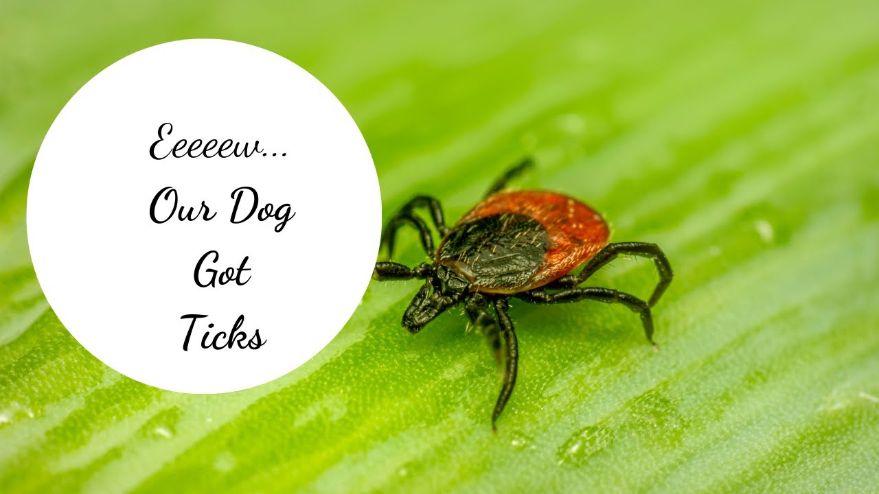 Gross the Dog Has Ticks | Van Life - YouTube