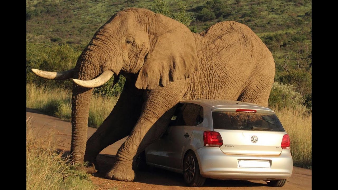 Angry Animals | Humans with Angry Animals - YouTube