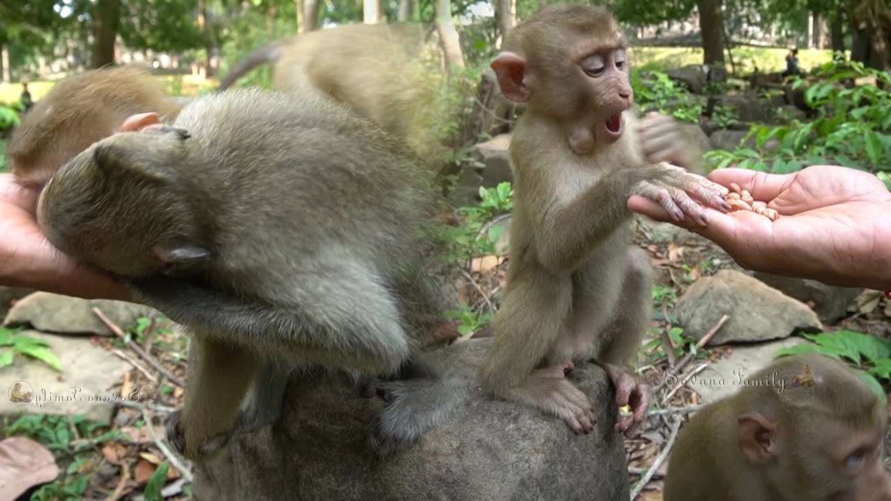 Baby Lucie sleep huge mum || We give food to monkey Dawn Angry sheba to ...