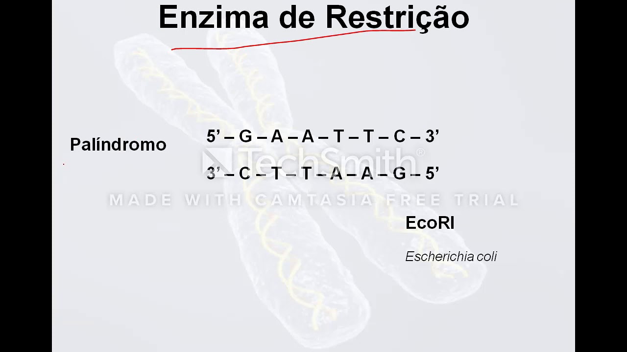 Clonagem Gênica - YouTube