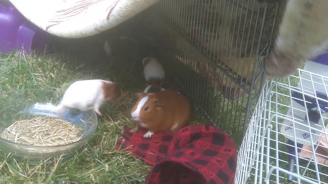 My baby guinea pigs popcorning - YouTube