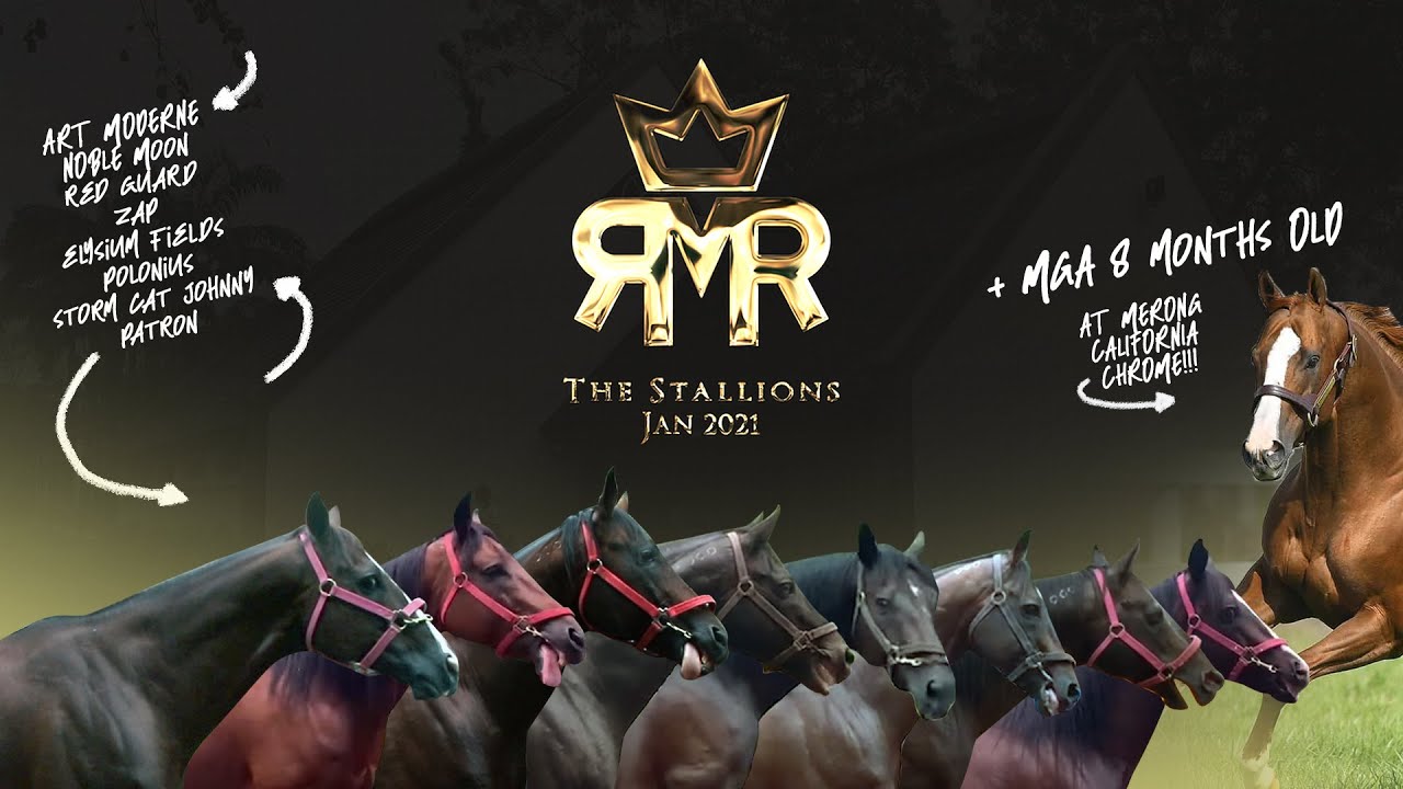 ROYAL MAVERICK RANCH (PART 4) - THE STALLIONS | #LuckyLeaVlog No.27 ...