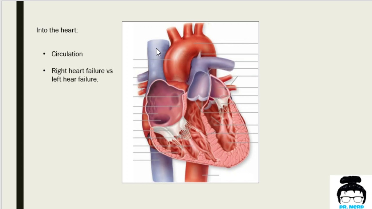 Cardiology (an overview) - YouTube