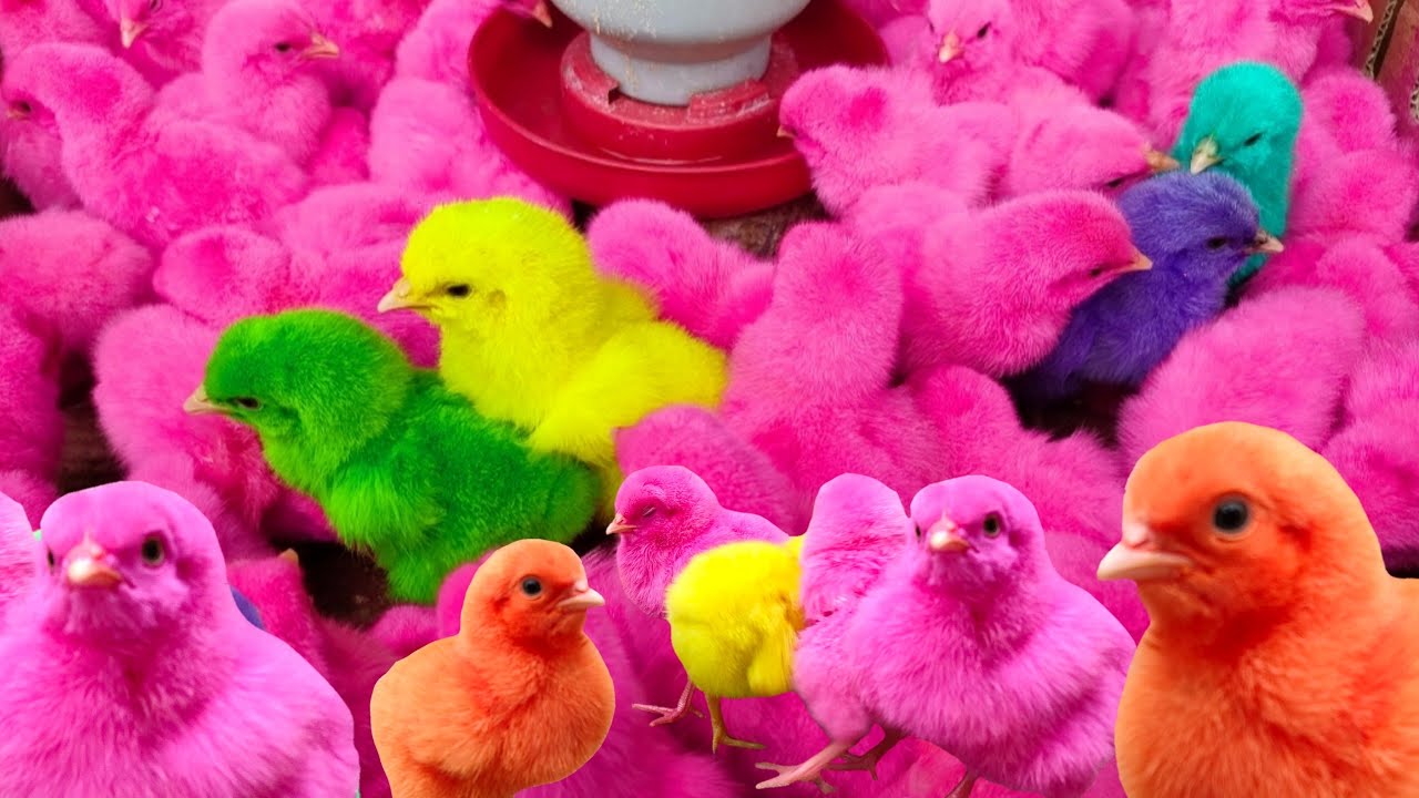 Catch Cute Chicken, Rainbow Chicken, Colorful Chicken, Duckling, Cute ...