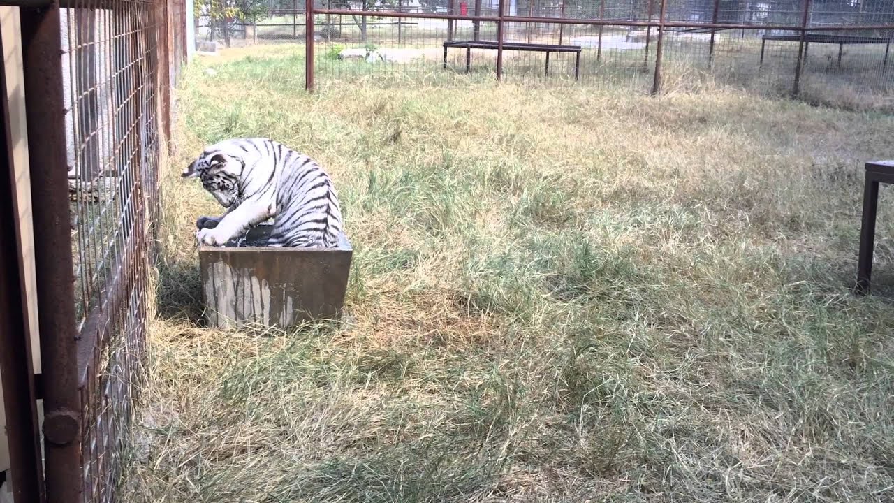 Tiger Cub Plays in Water Trough - YouTube