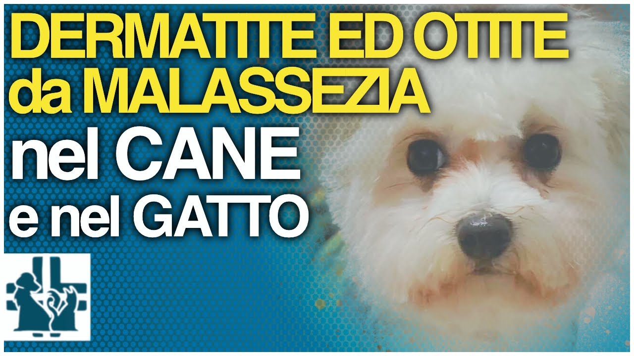 Malassezia Pachydermatis nel cane e nel gatto : dermatite ed otite ...