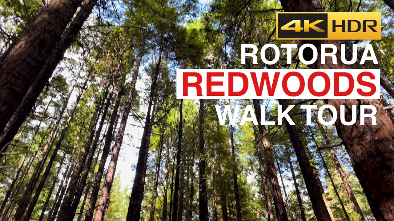 Rotorua Redwoods Whakarewarewa Forest Walk New Zealand 4K HDR - YouTube