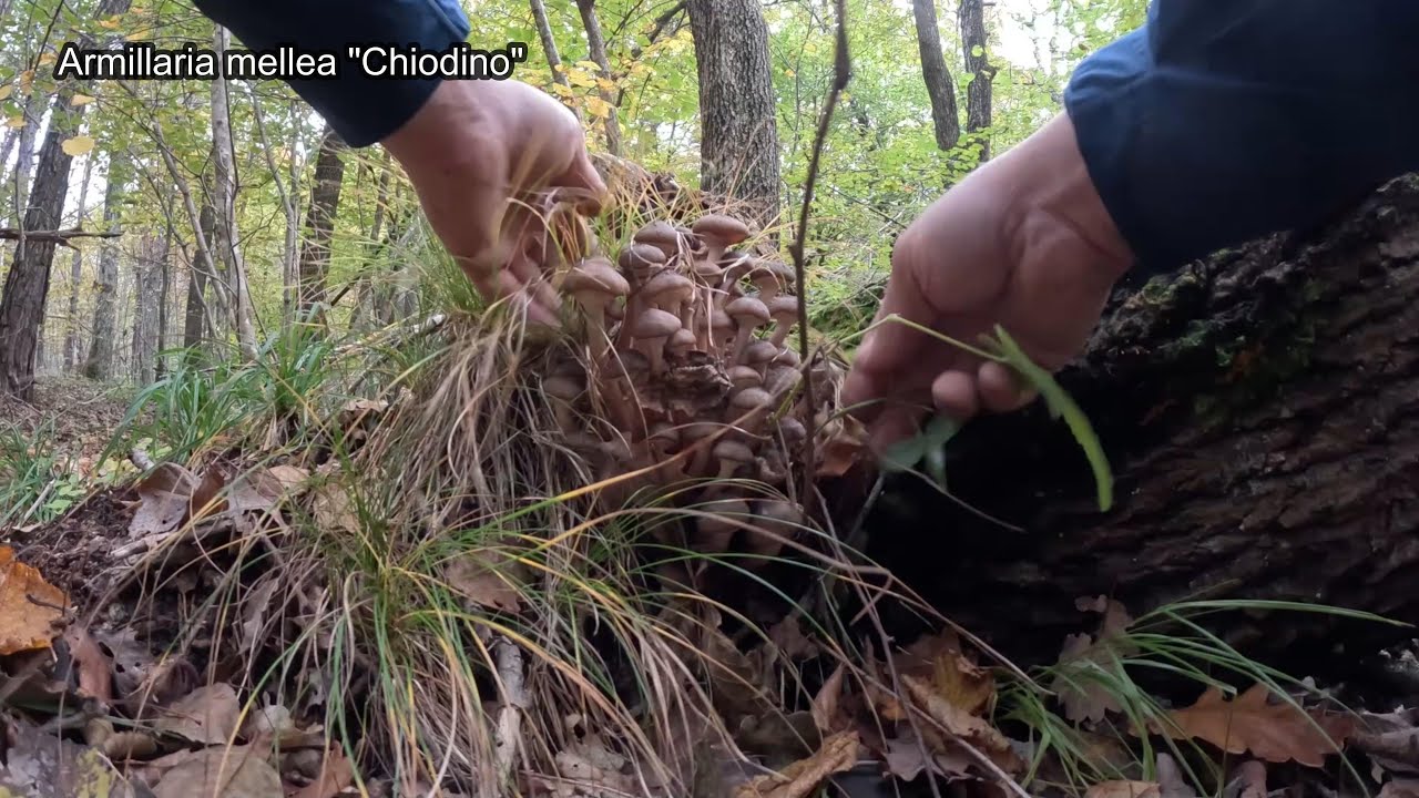 Chiodini una buona raccolta !! - YouTube