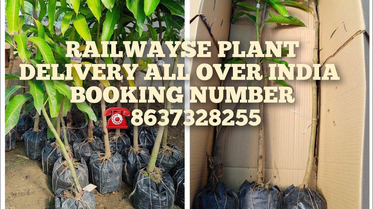 Railway plant Delivery all over India service availabl.Contact/WhatsApp ...