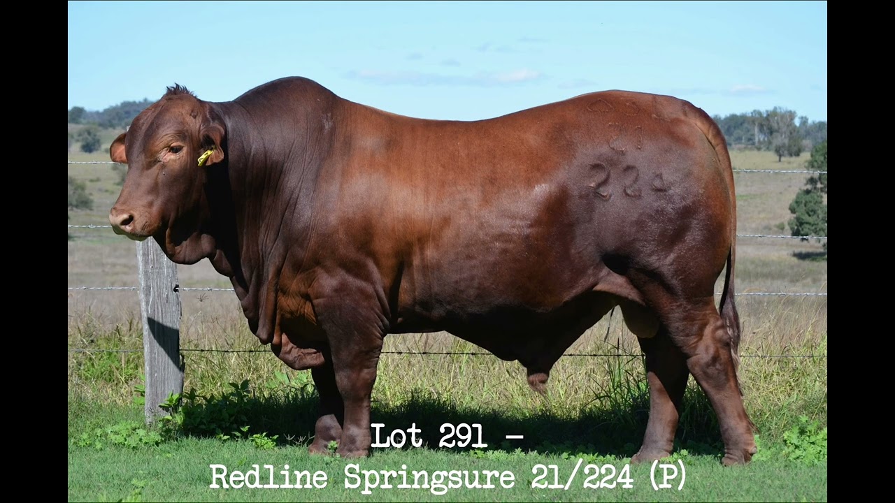 2022 Rockhampton Bull Sale - YouTube