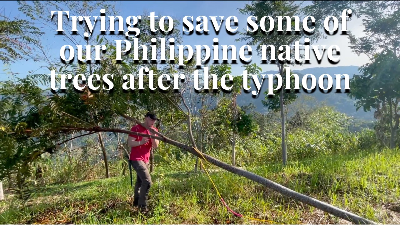 Uprighting our 🇵🇭Philippine🇵🇭 native Trees after the Typhoon - YouTube