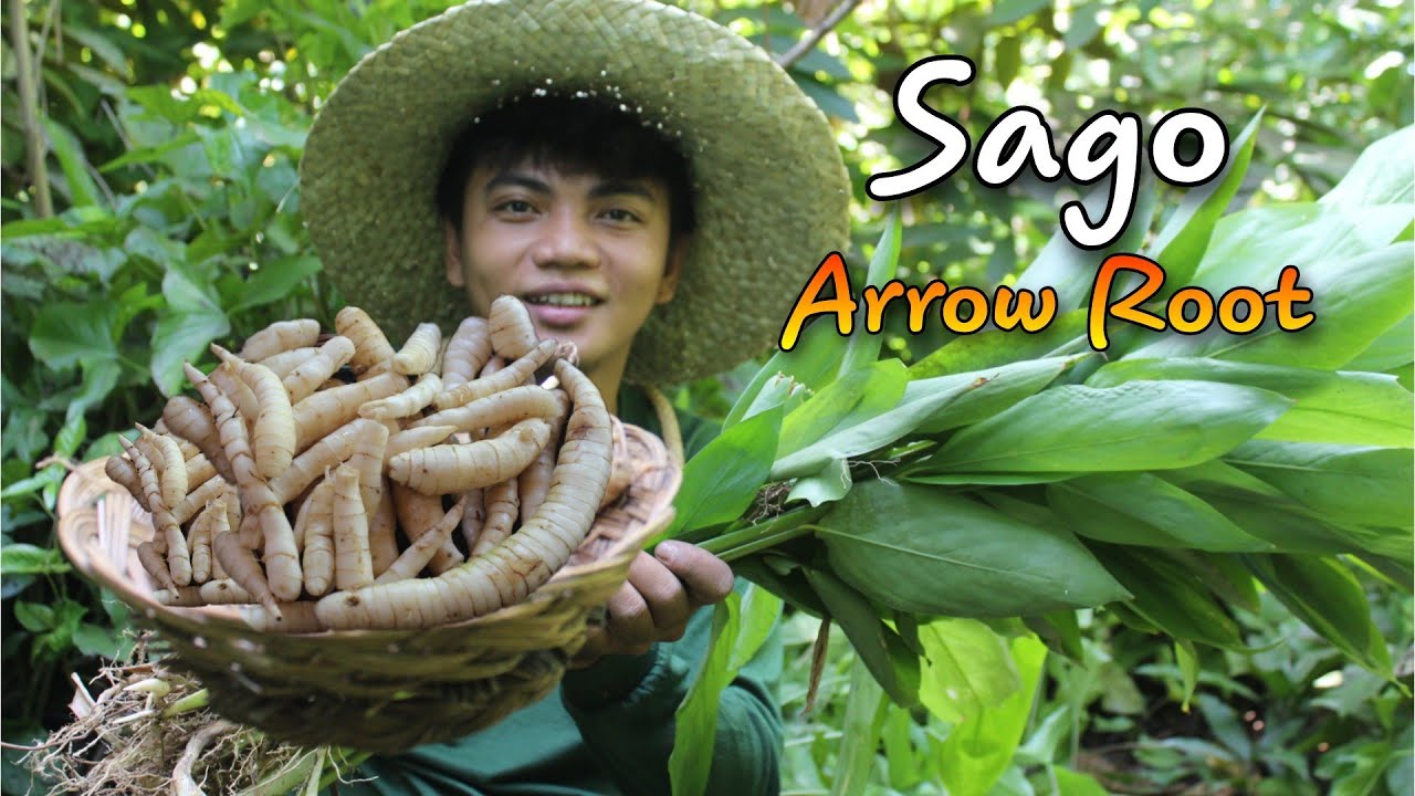 Digging arrowroot plant making rice coffee for simple breakfast to my ...