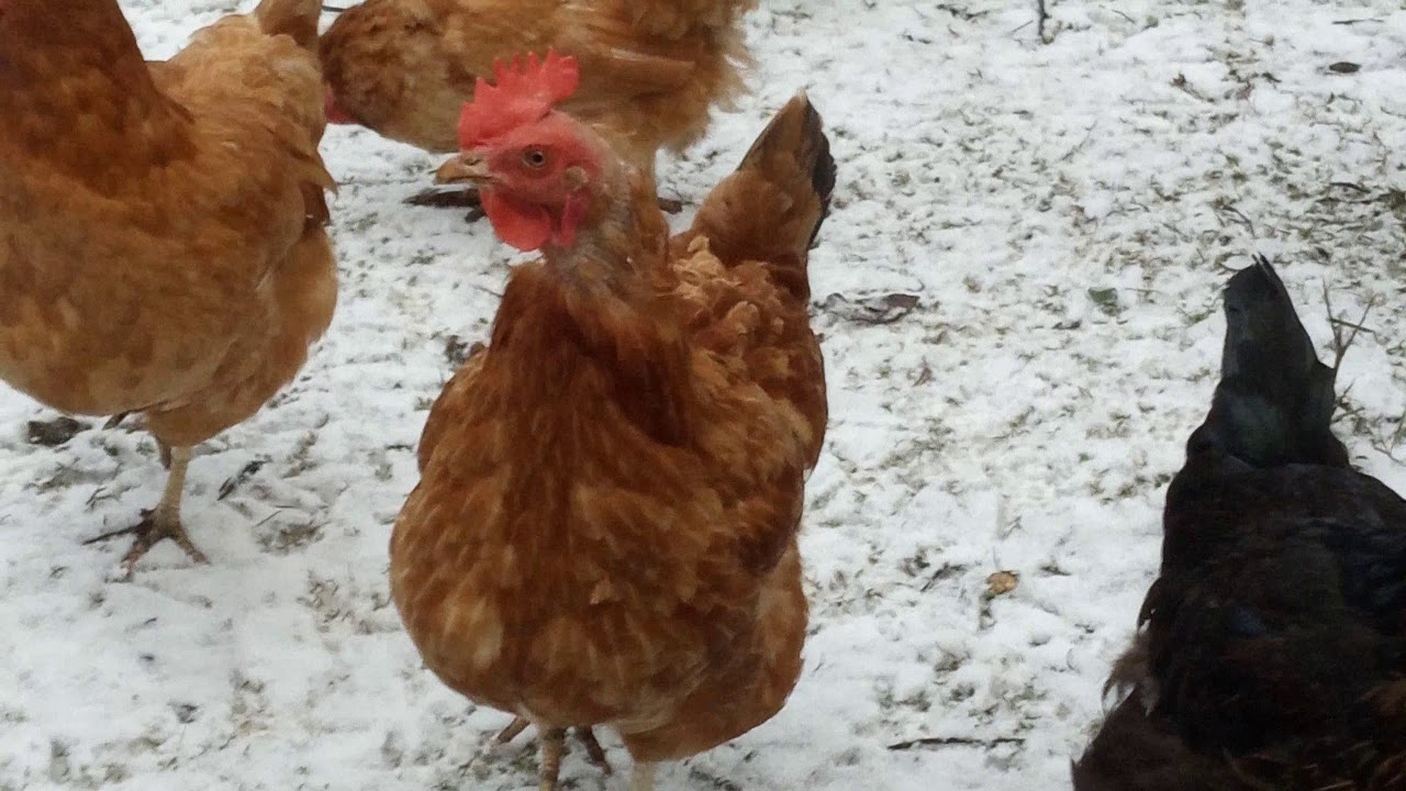 Test videa Dooge Mix den - YouTube