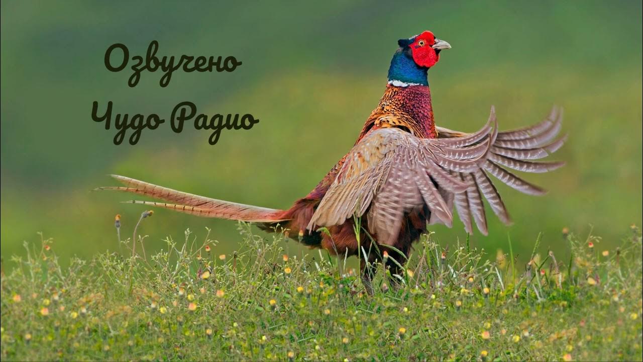 "Разговор" Илья Полуницын Чудо Радио - YouTube