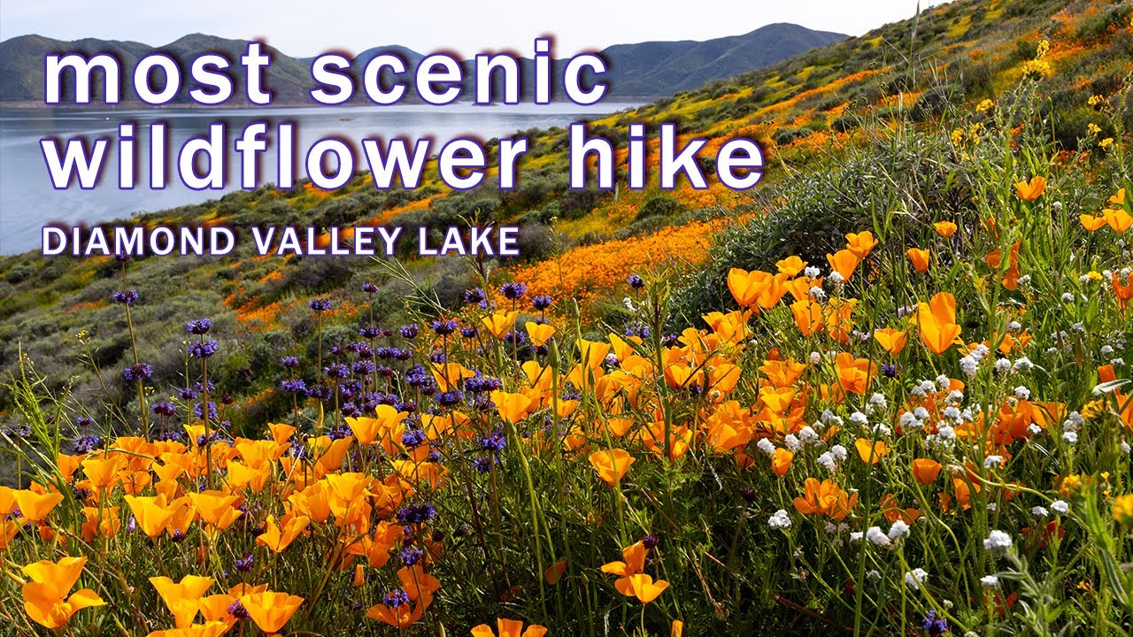 Unbelievable, multi-colored hills in Southern California - Wildflowers ...