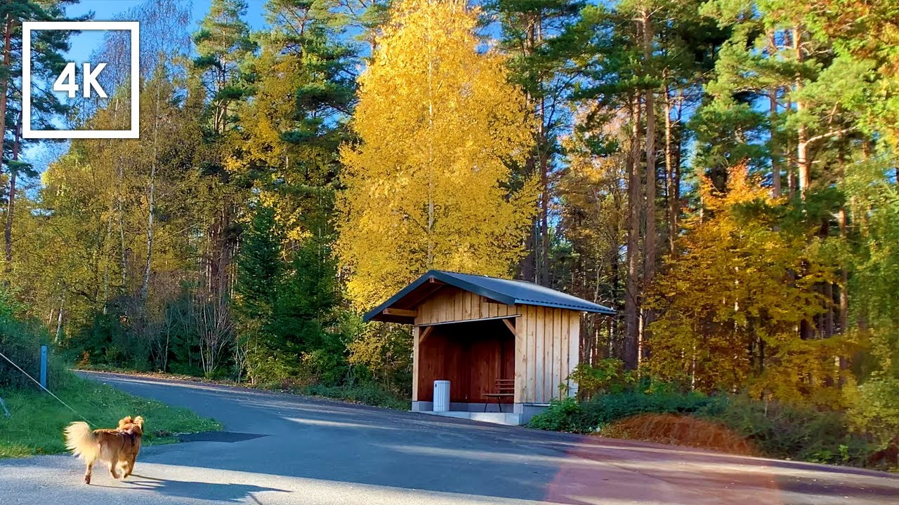 [UNCUT] Autumn Dog Walking in the Woods Covered in Colourful Leaves ...