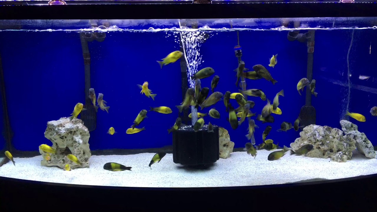 Tropheus Golden Kiriza Tropheus Ikola Tropheus Red Rainbow 180g ...