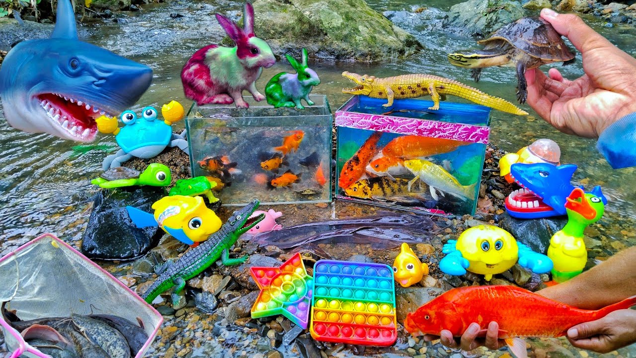 Catching ornamental fish in rivers, koi fish, goldfish,nemo,sharks ...