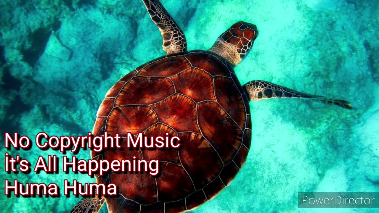 İt's All Happening/Huma Huma/No Copyright Music - YouTube