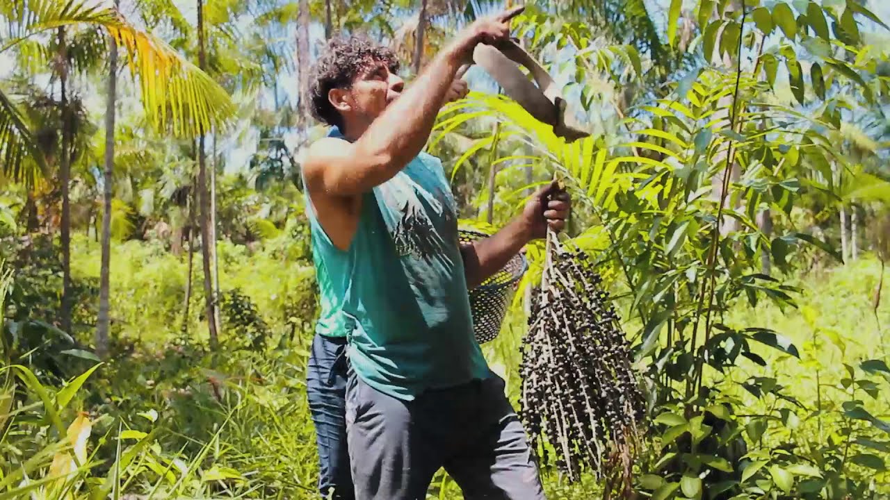 Amafruits - Amazon Rainforest Acai Hunt - YouTube