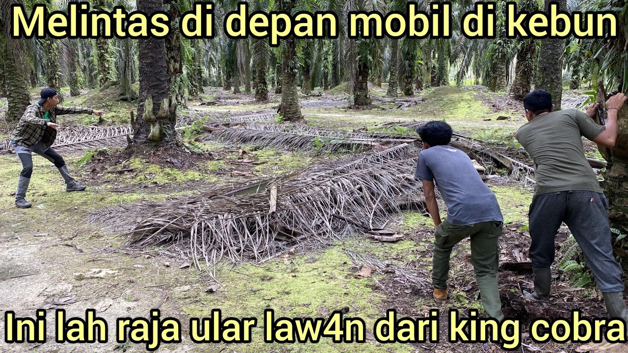 LEWAT DI KEBUN SAWIT TIBA-TIBA MELINTAS SANG RAJA ULAR MIRIP KING COBRA ...