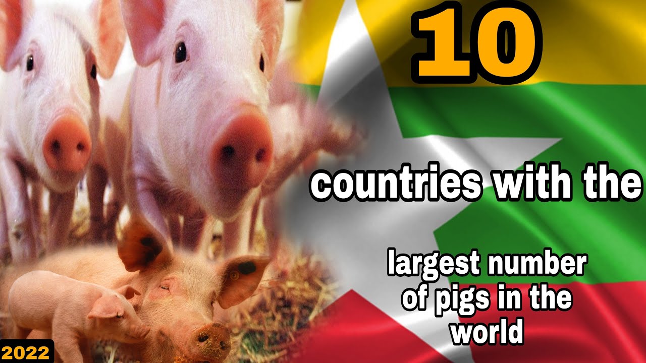 10 countries with the largest number of pigs in the world - YouTube